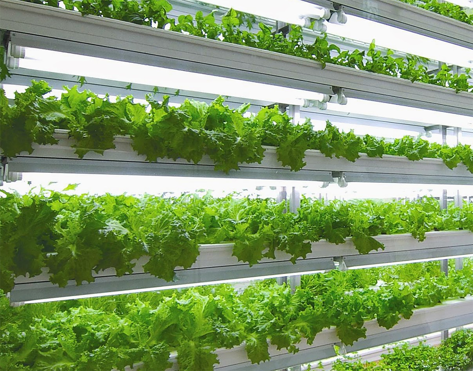 Hydroponics - Spring Farm