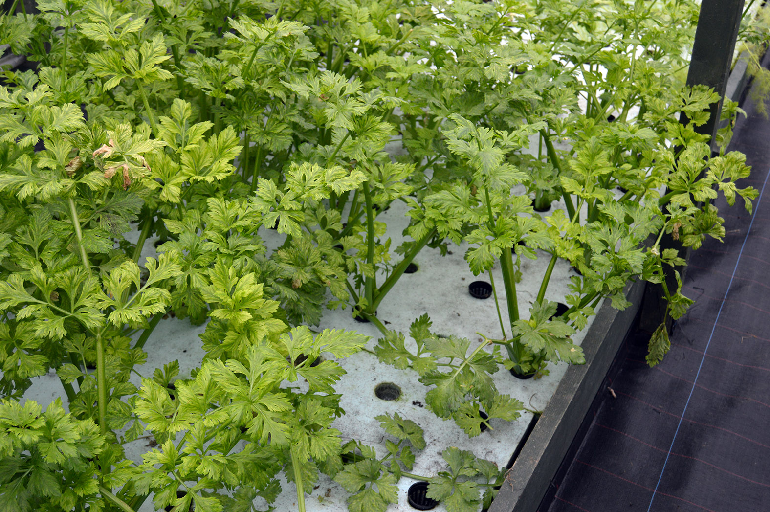 Hydroponics - Spring Farm