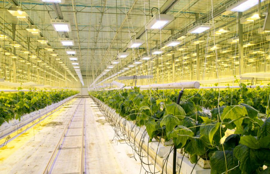 Hydroponics - Spring Farm